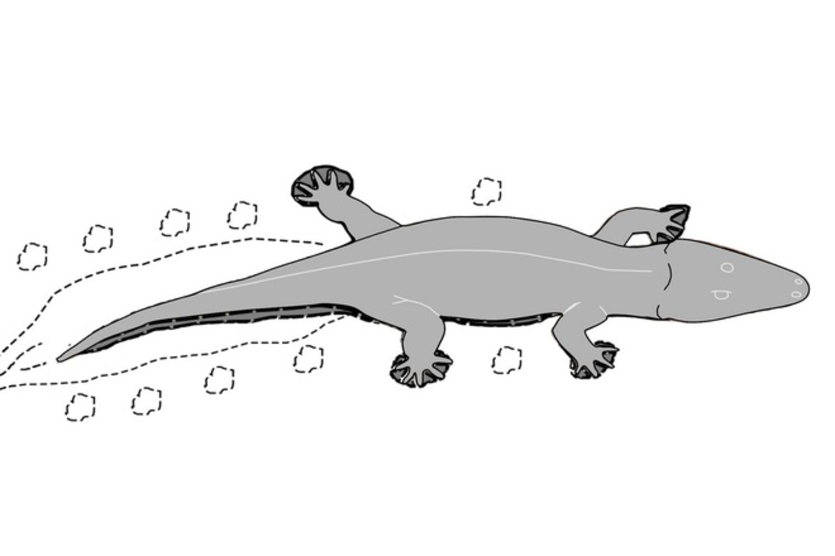 Could Remarkable Footprints of Prehistoric Amphibians Be Older Than the ...
