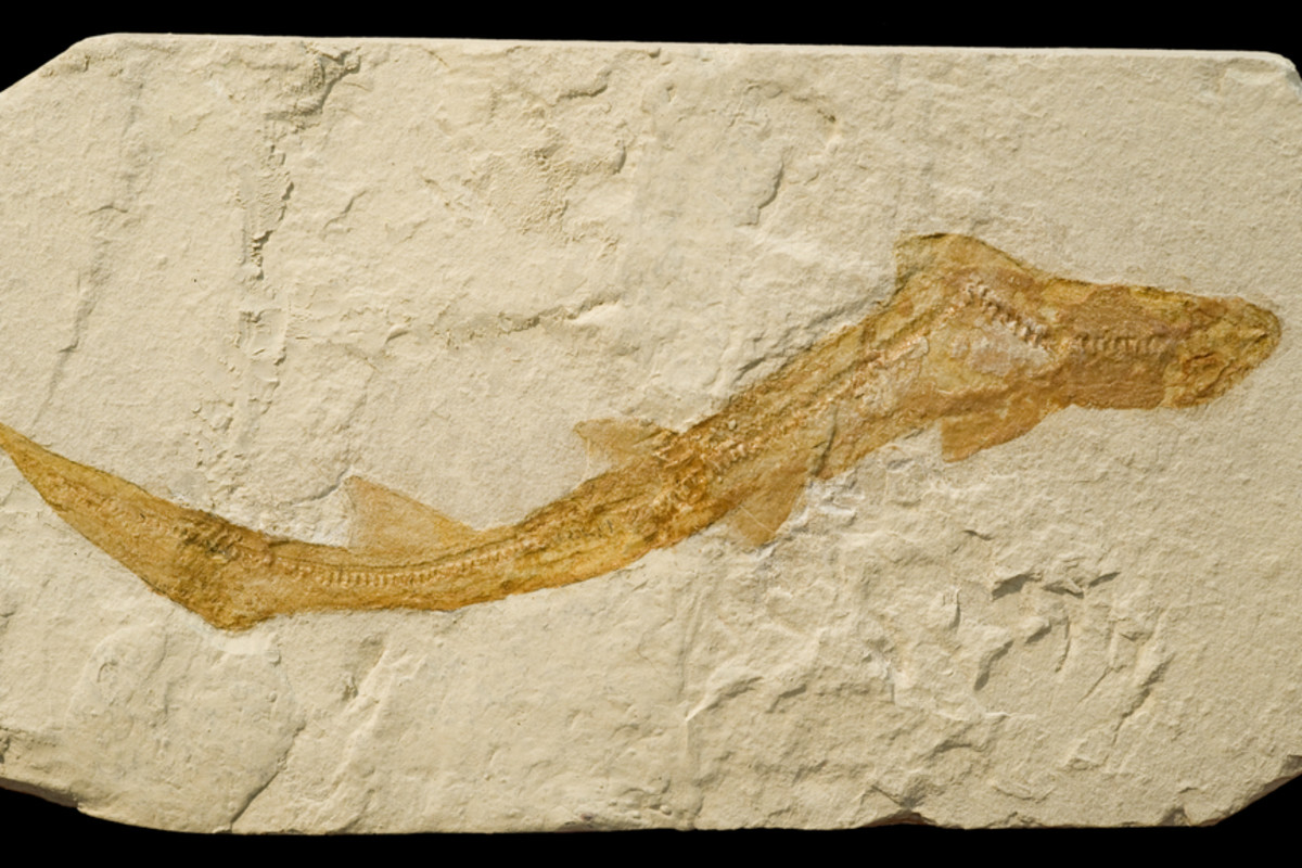 The Evolution of Sharks: What Were Ancient Sharks Like? | Discover Magazine