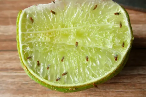 How Similar Are Insect Brains to Human Brains? | Discover Magazine