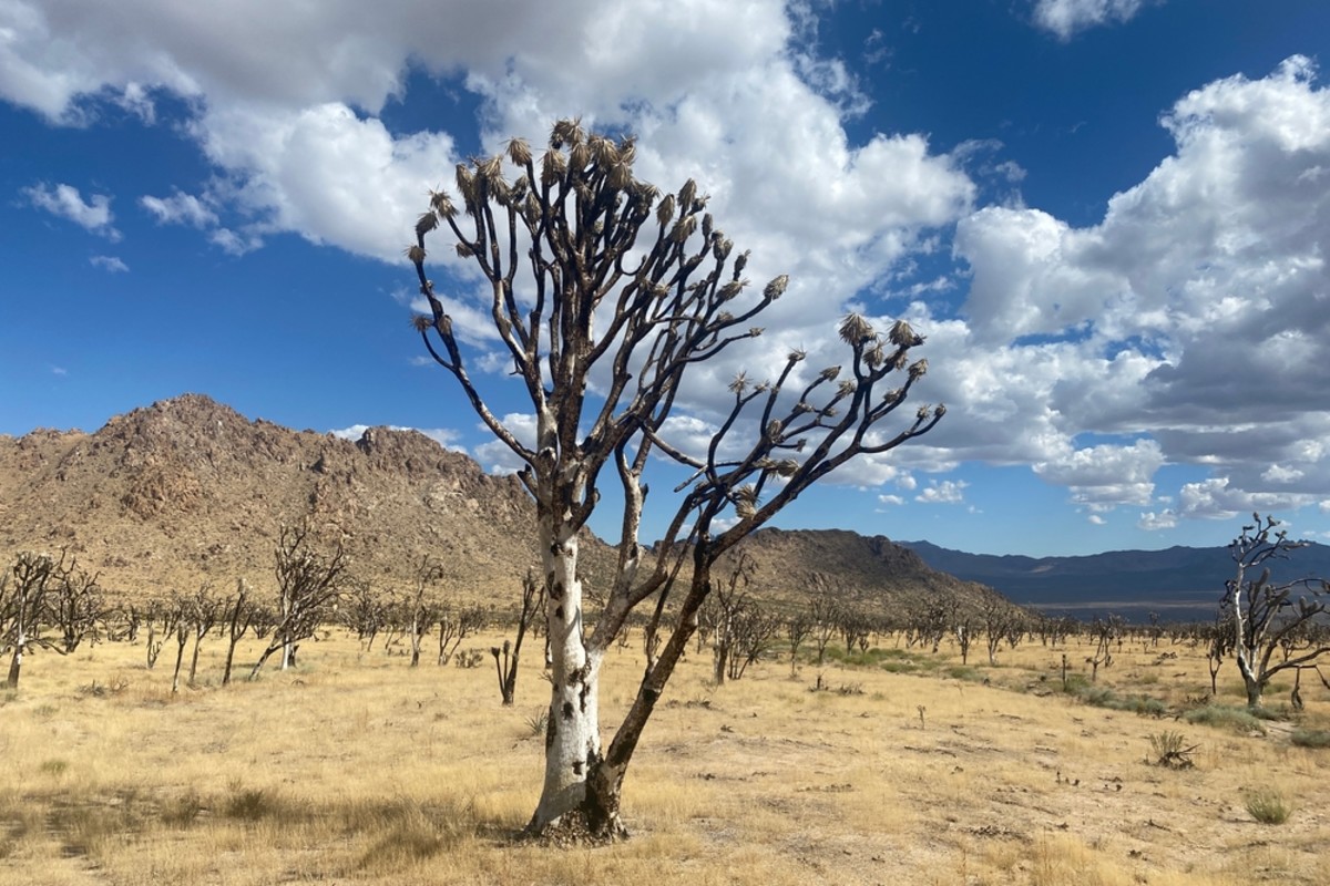 Watch Video: A Charred Joshua Tree Forest Makes a Comeback | Discover ...