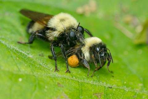 5 Insects That Perfected the Art of Camouflage | Discover Magazine
