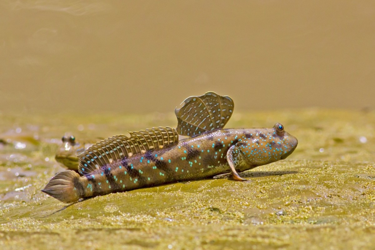 Meet the Mudskipper: The Fish That Walks on Land | Discover Magazine