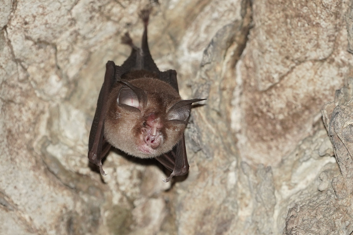 Bumblebee Bat