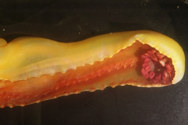 5,500 New Marine Life Species Discovered in Mining Area | Discover Magazine