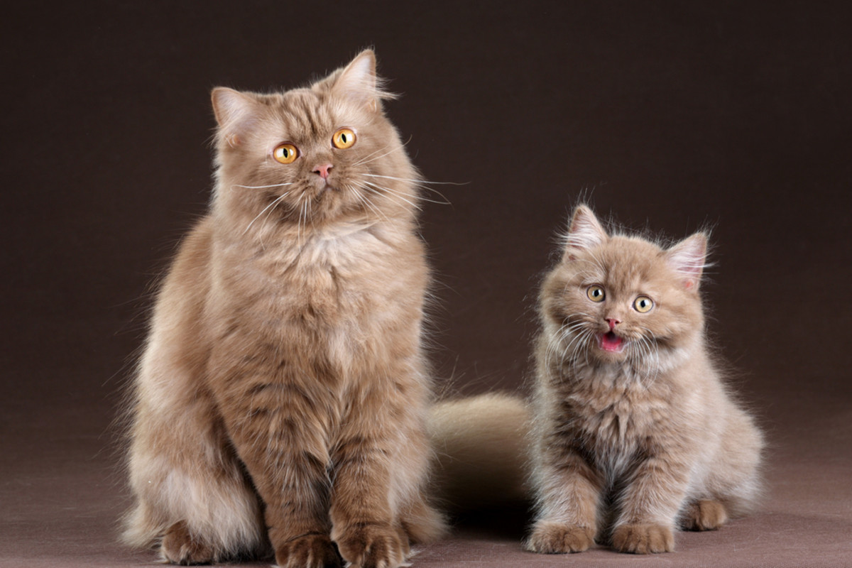 Cat Lifespan Demystified: How Long Do Cats Live? | Discover Magazine