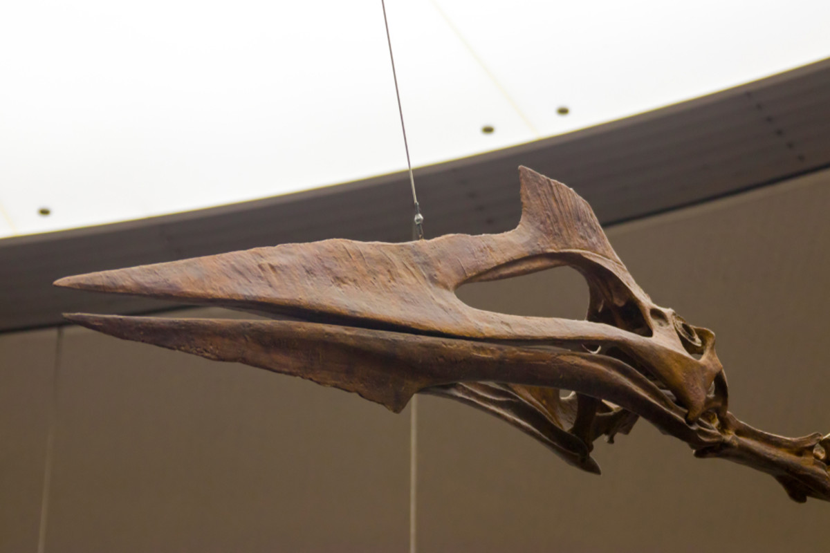How Big Was Quetzalcoatlus and Other Giant Pterosaurs? | Discover Magazine