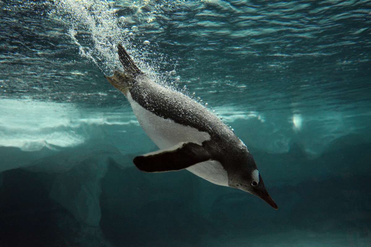 How Do Penguin Wings Reach High Speeds Underwater? | Discover Magazine