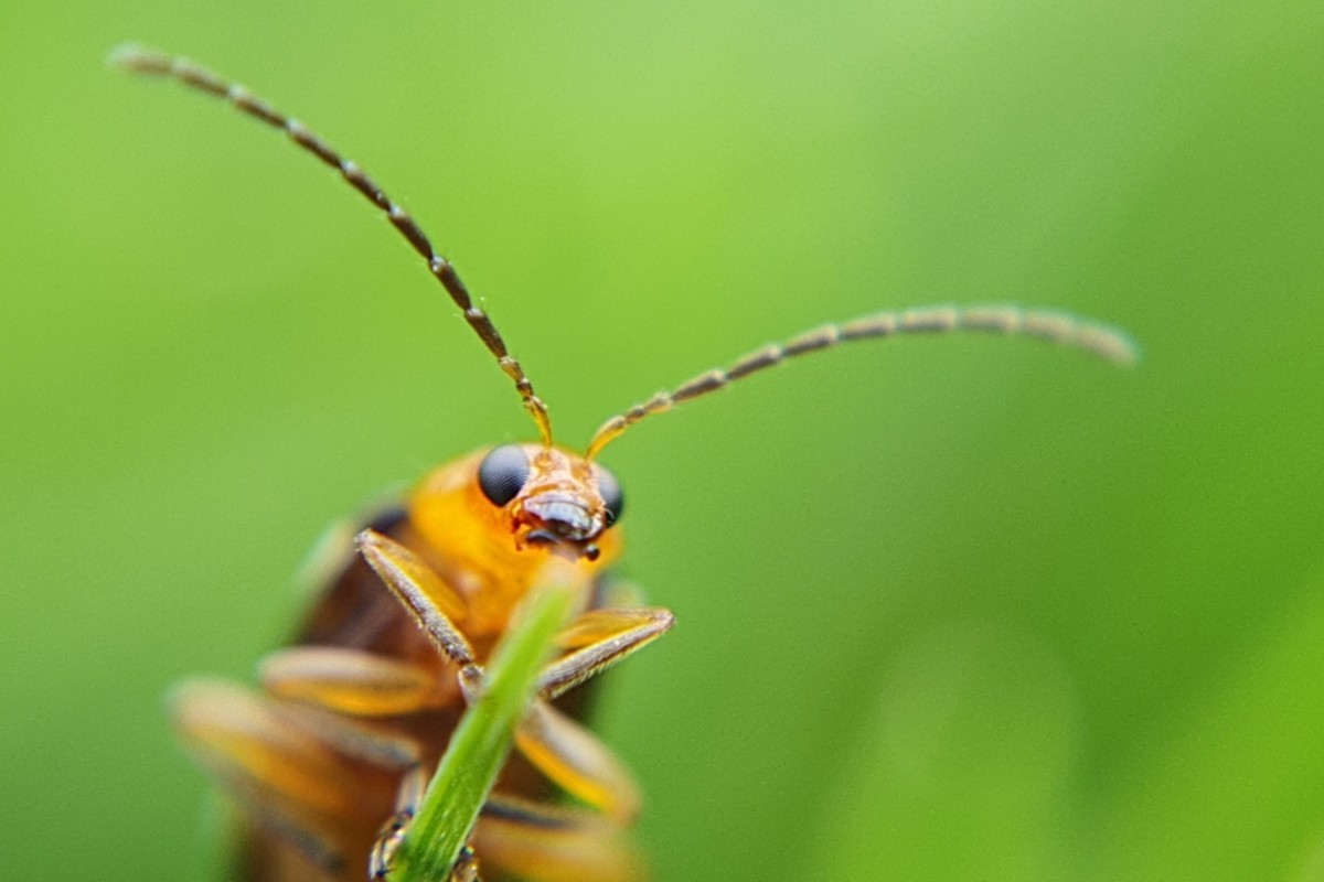 What Happens If a Tiny Insect Goes Extinct? Should We Even Care ...