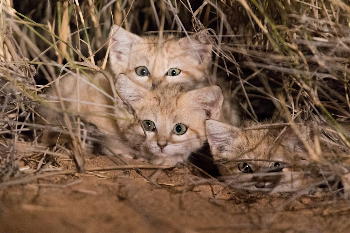 The Saharan Sand Cat: A Tiny Feline Capable of Great Feats | Discover ...