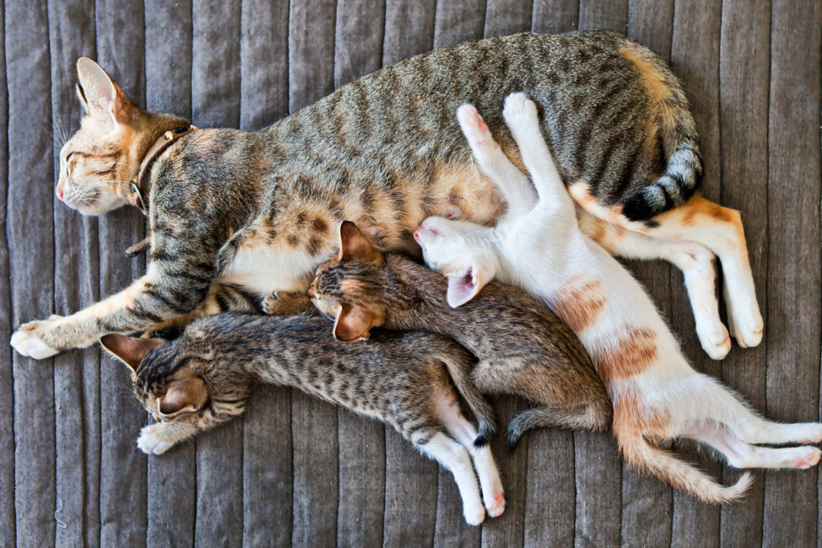 Cat Gestation: How Long Are Cats Pregnant Before Giving Birth ...