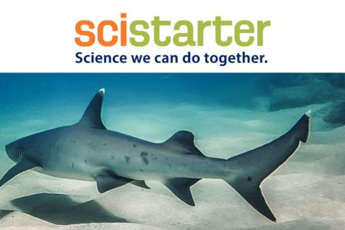 Prepare for Shark Week with these five projects that help shark science ...