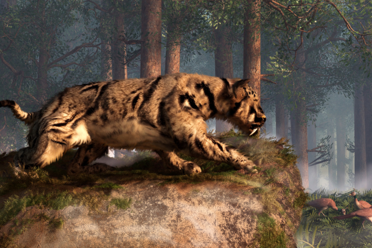 How a Fossil Hotspot Reveals Two New Species of Sabretooth Cat ...