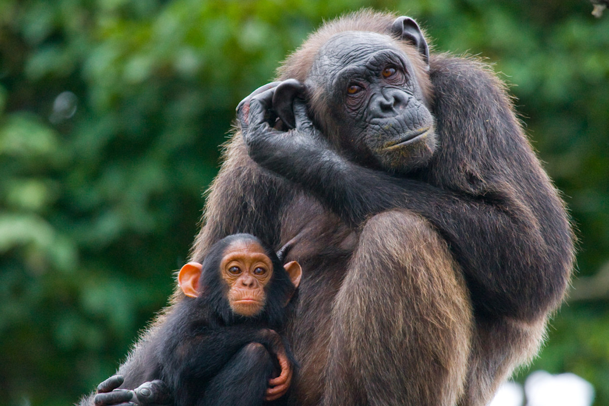Do Humans Have a More Curious Nature Than Our Ape Relatives? | Discover ...
