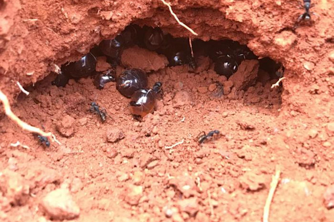 How Could Gusher-Like HoneyPot Ants Help Develop New Antibiotics ...