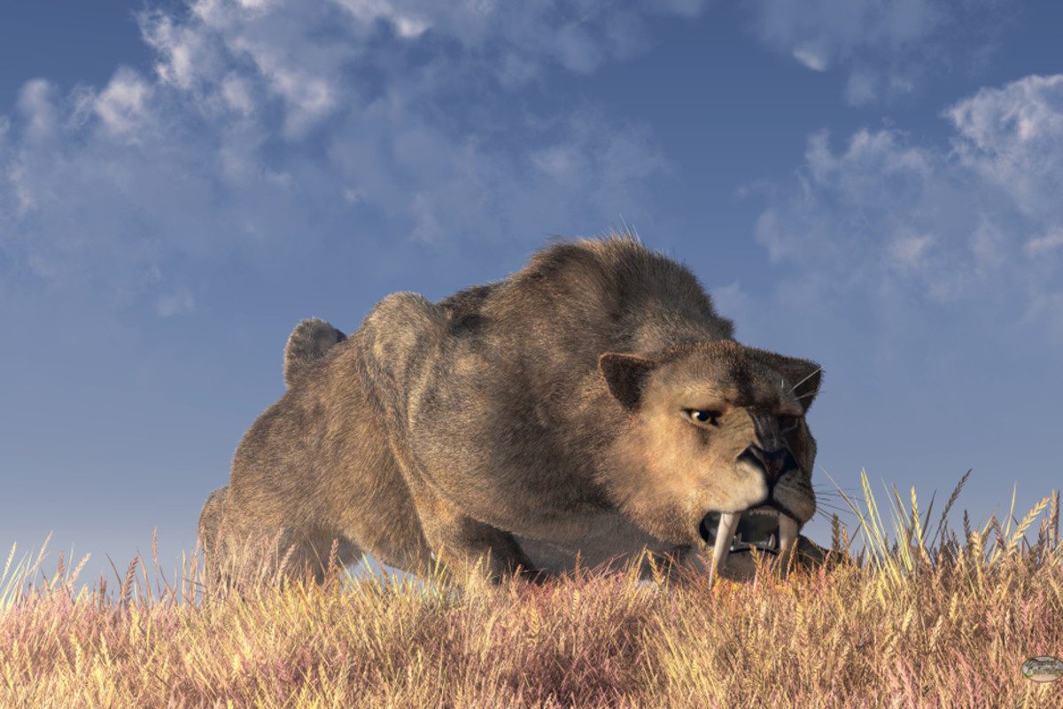 Saber-Tooth Cats and Dire Wolves Had Joint Ailments During the Latter ...