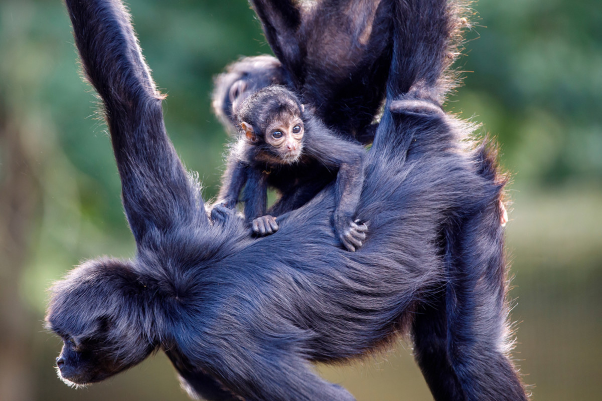 What Makes a Spider Monkey So Unique, and Why They Are Endangered ...