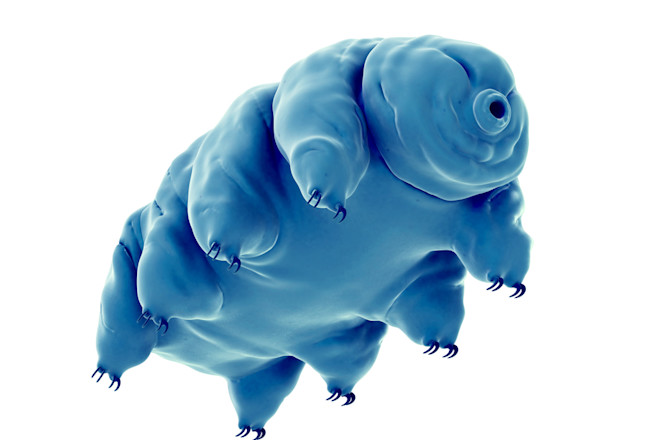 Tardigrade Genome Reveals Multiple Unique Adaptations | Discover Magazine