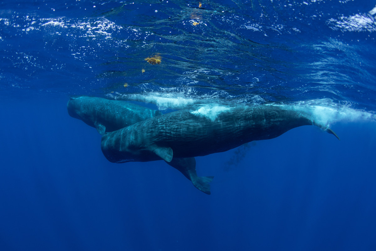 Ocean Gardeners: Why Whale Poop Matters Now More Than Ever | Discover ...