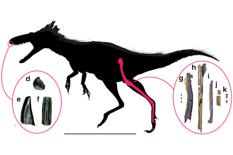 Meet Moros intrepidus: A Tiny Ancestor of Tyrannosaurus Rex | Discover ...
