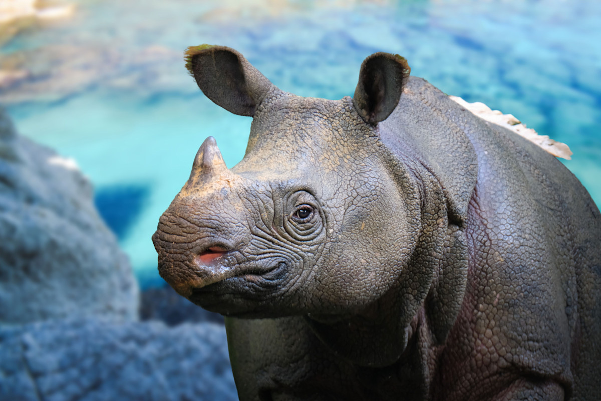 Javan Rhinos: The Race to Save One of Earth's Rarest Large Mammals ...
