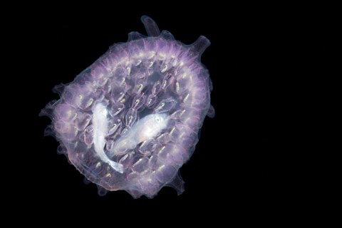 Does the Spiral Siphonophore Reign as the Longest Animal in the World ...