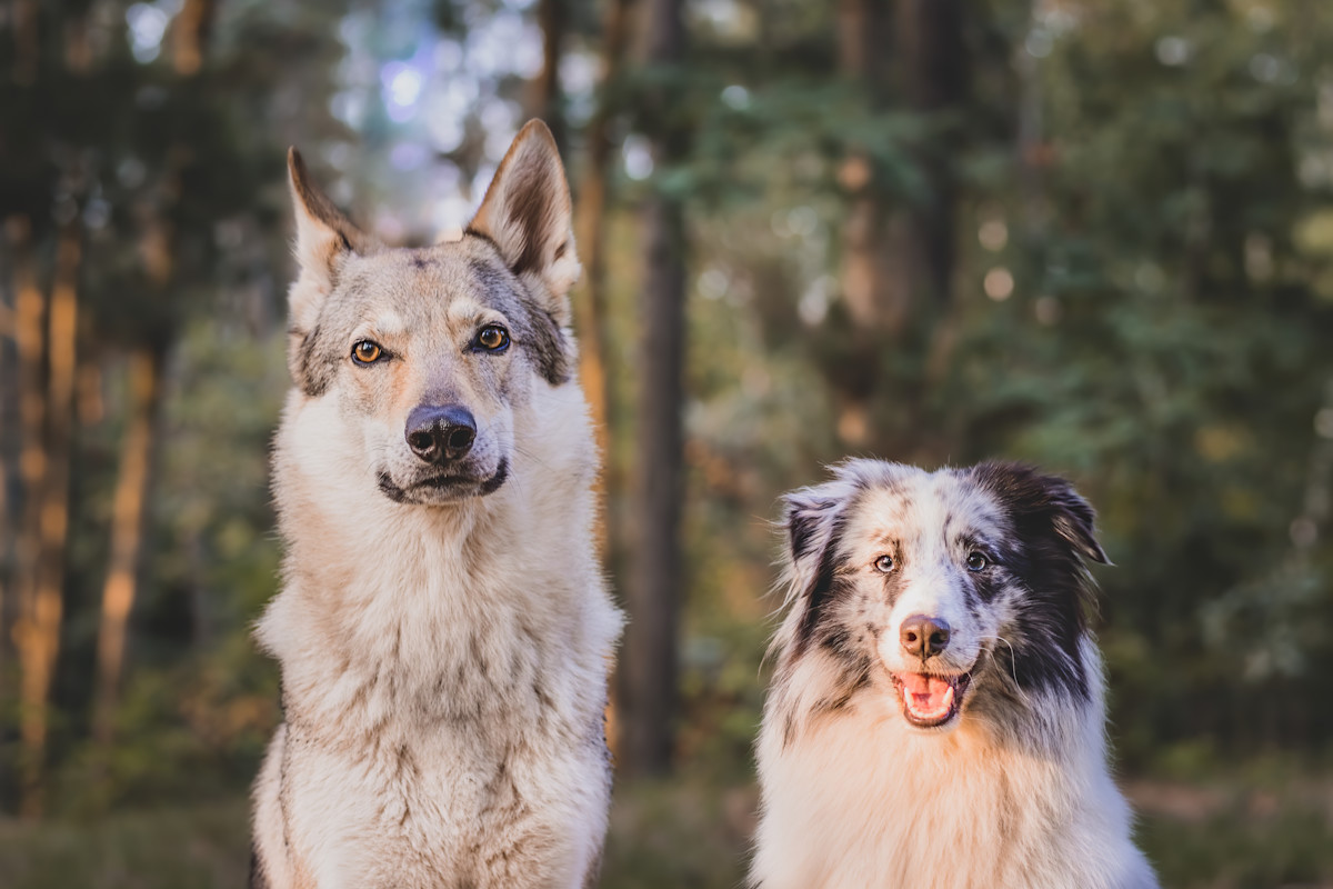 No Snoots Here: Dogs and Wolves Can Find Hidden Food Without Relying ...