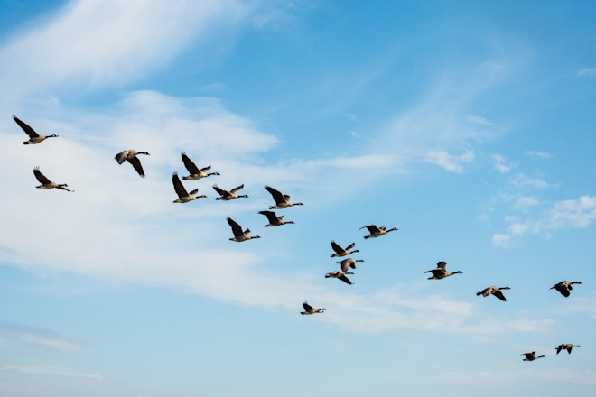 When Do Birds Migrate South: Surprising Secrets You’ll Love to Know - Birds