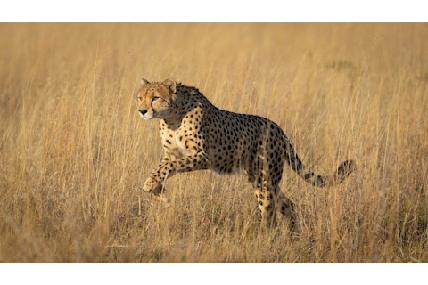 How Fast Are Cheetahs, and Other Fascinating Facts About the World's ...