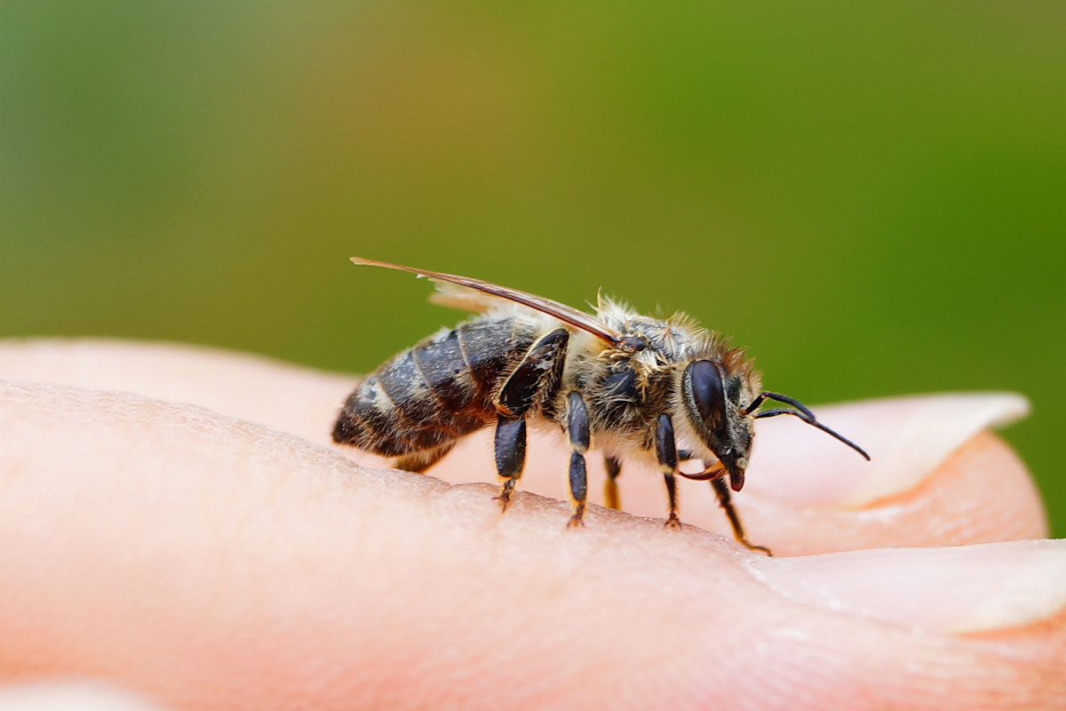 Why Are Certain People Allergic to Bee Stings? | Discover Magazine