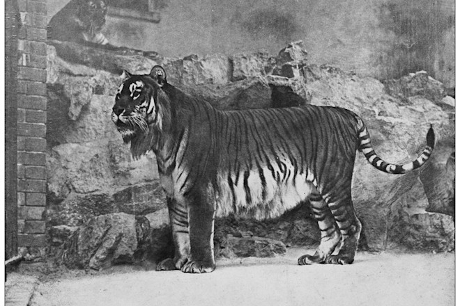 Why Did the Caspian Tiger Go Extinct? | Discover Magazine