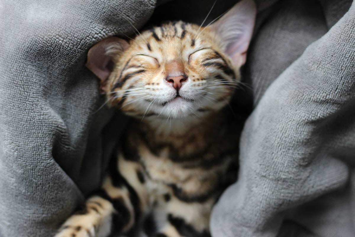 How Cats Purr: Understanding Those Adorable, Vibrating Noises ...
