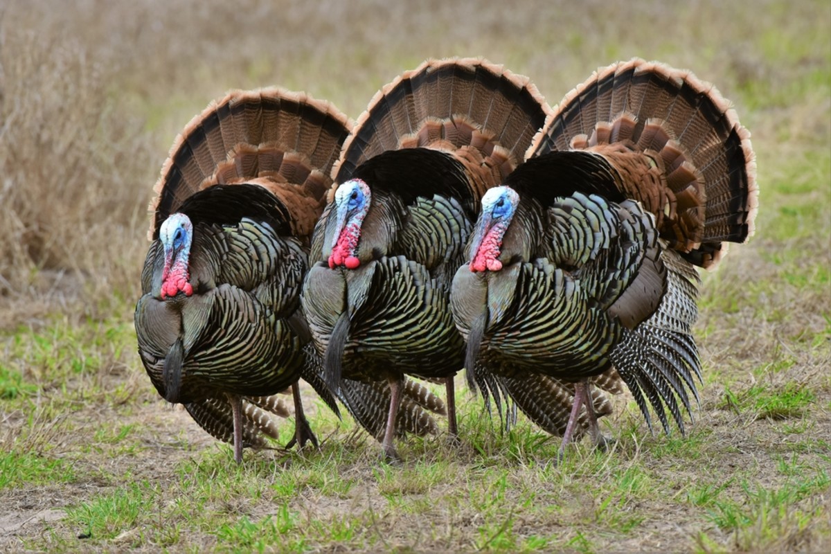 Turkey Trivia: 6 Fun Facts About Turkey | Discover Magazine