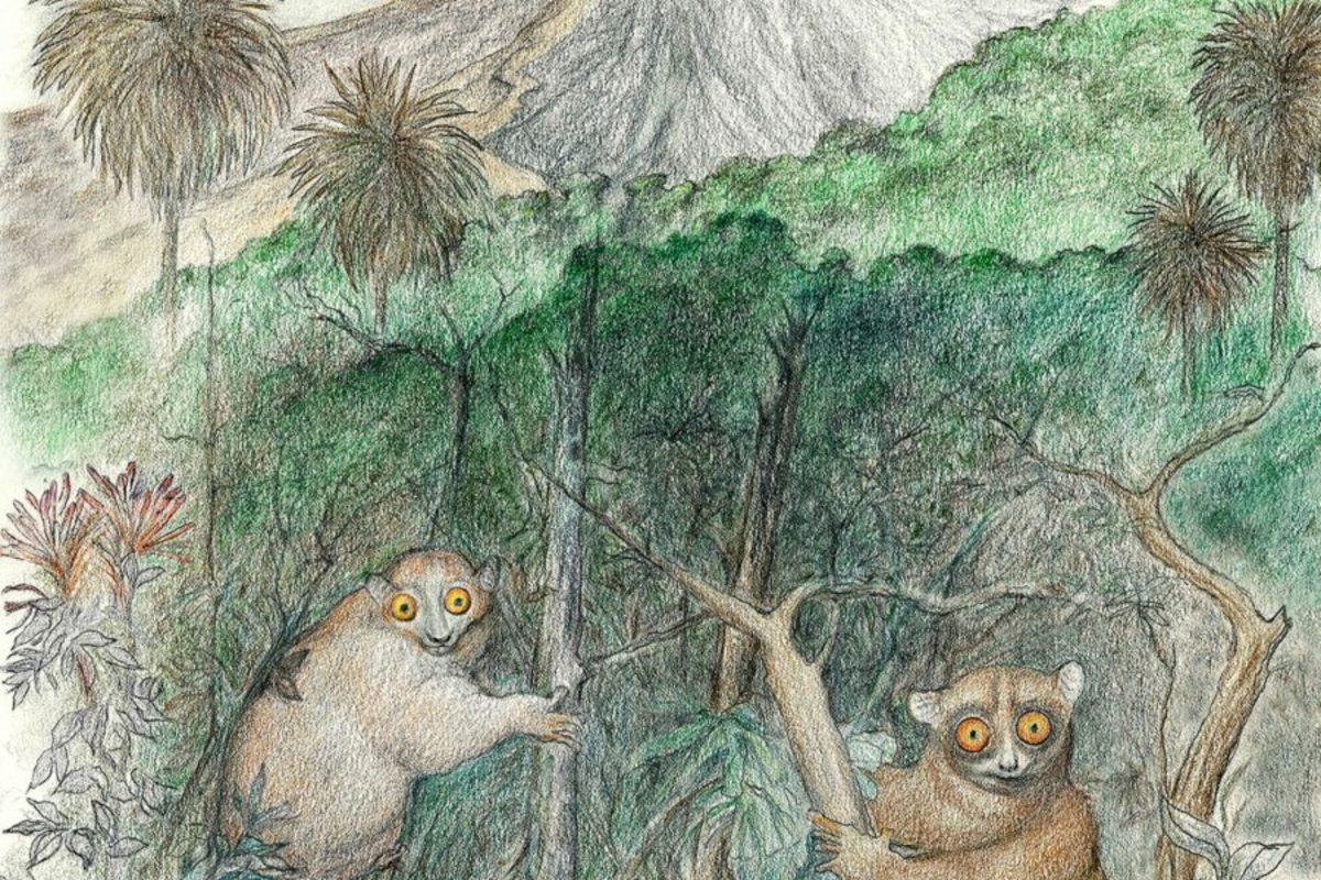 The Ancient Primates of West Texas Resembled Lemurs | Discover Magazine