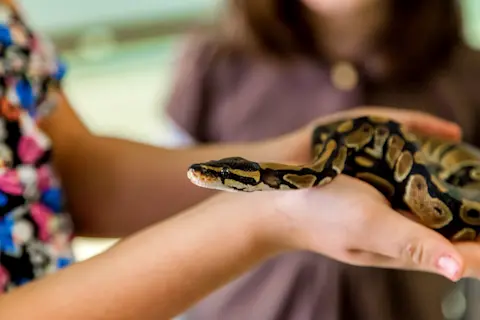 7 of the Cutest Snakes That May Slither Their Way Into Your Heart ...