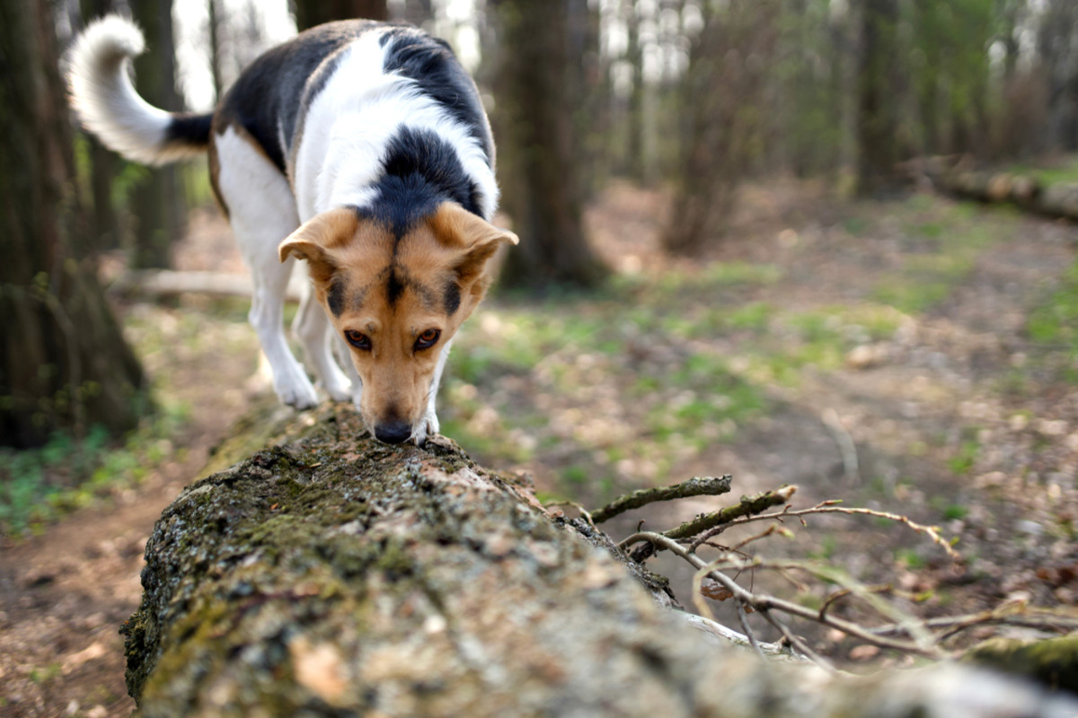 Why Taking Your Dog On A "Sniffari" Will Tire Them Out More Than A Walk ...