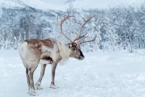 Why Reindeer Don't Fly, According to Physics | Discover Magazine