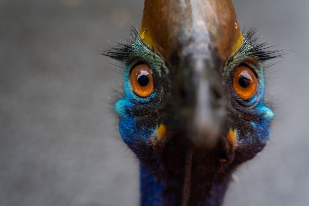 What Is a Cassowary? It May be the Most Dangerous Bird in the World ...