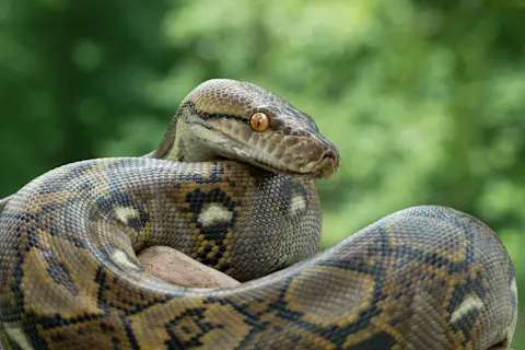 Is the 50-Foot Congo Snake Fact or Fiction? | Discover Magazine