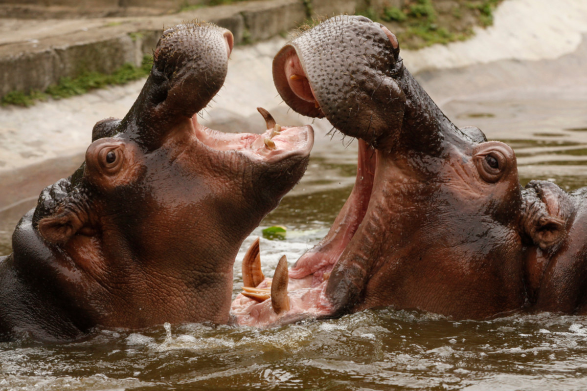 Large and In Charge, Hippos Are Stirring Up Trouble In Colombia ...