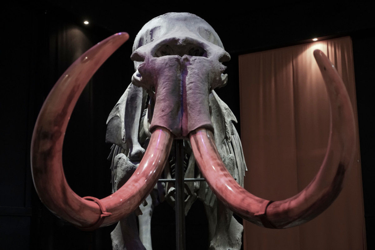One-Eyed-Looking Mammoth Fossils May Have Inspired Origins of the ...