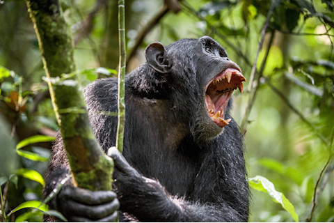 Chimpanzees: Understanding Our Closest Relatives in the Animal Kingdom ...