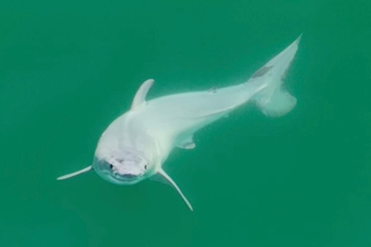 Baby Shark Spotted: Scientists Film Their First Footage of a White ...