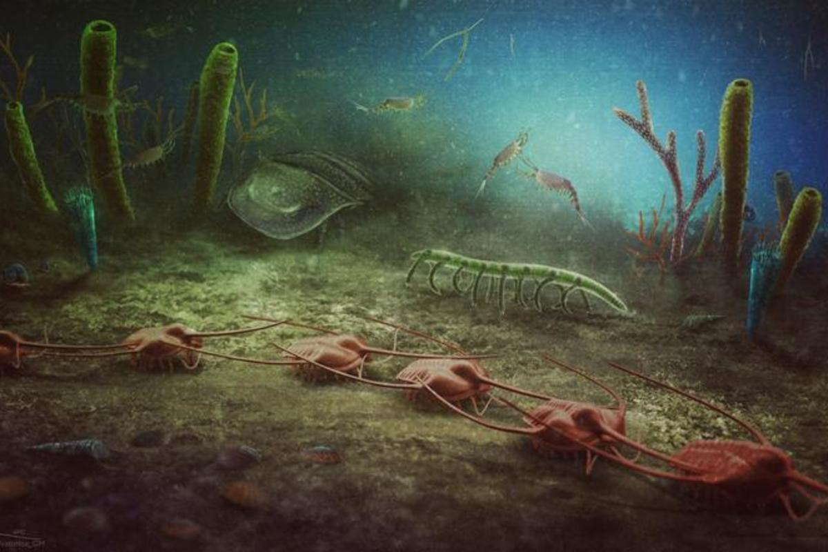 470 Million-Year-Old Fossils Convey Prehistoric Climate History ...
