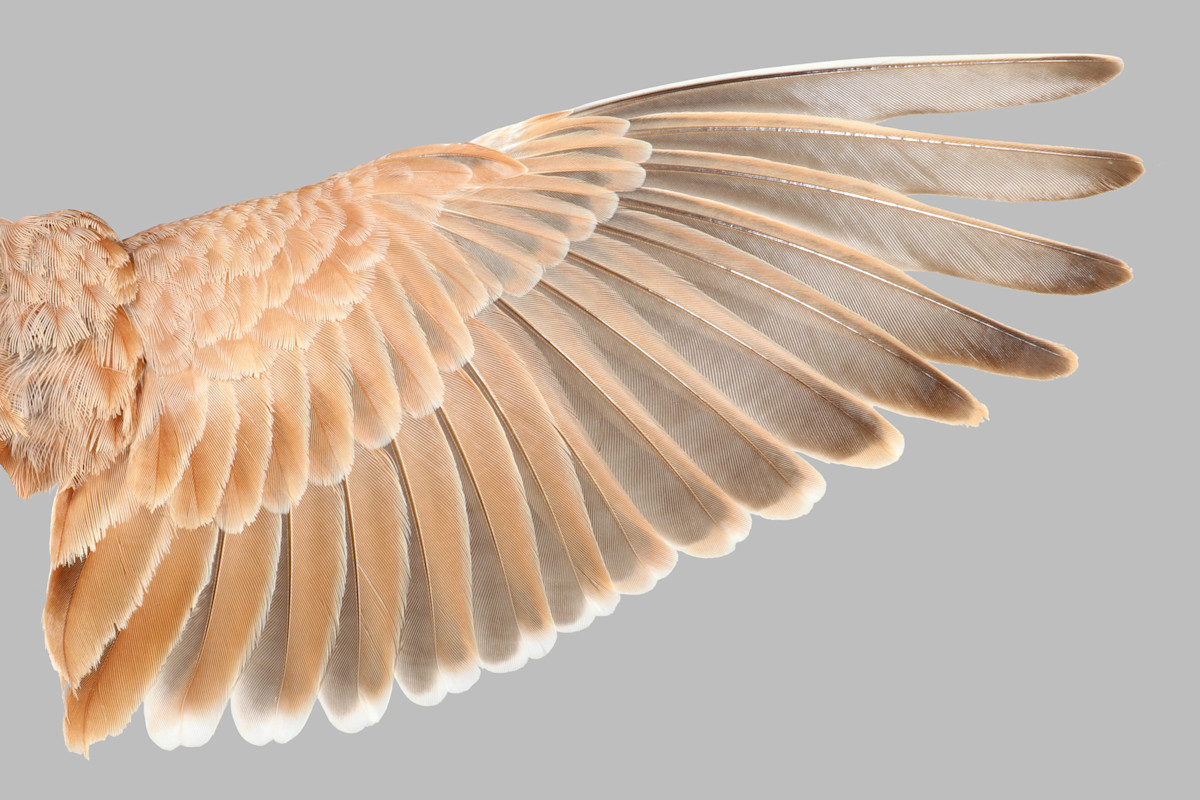 Some Dinos Used Their Feathers for Flight, and Others Stayed Firmly ...