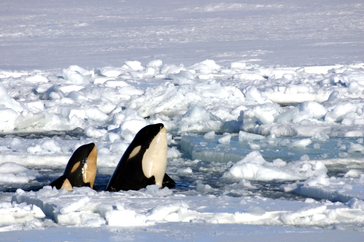 Scrambling for Air, Here's What Trapped the Orca Pod in Ice in Japan ...