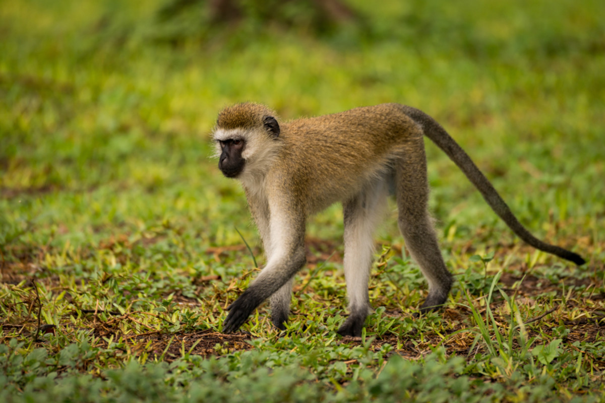 Humans Don't Walk Around With Tails Likely Because of This Genetic ...
