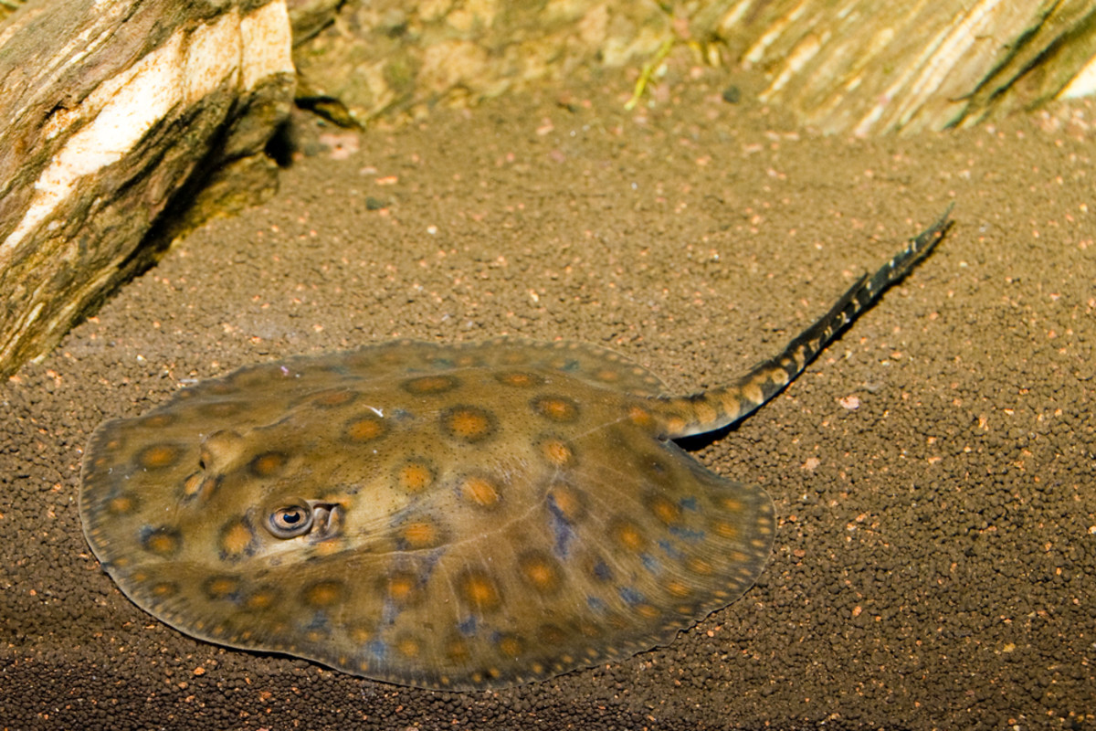 Stingray-Shark Mating Isn't Possible, Even if a Lone Stingray Ends up ...