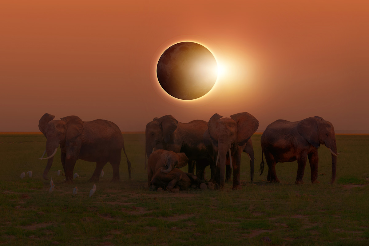 Disoriented Animals Behave Strangely During Total Solar Eclipses ...