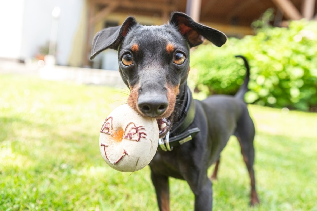 Dogs Demonstrate Understanding of “Object” Words | Discover Magazine