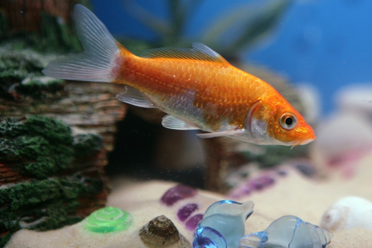 Goldfish May Have a Longer Memory Span Than Just Three Seconds ...